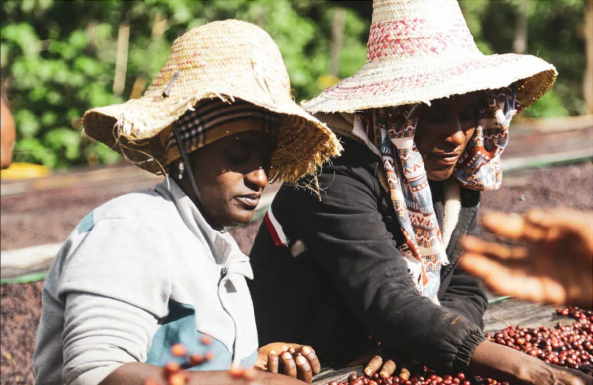 From Ashes to Excellence: The Inspiring Story of Suke Quto Farm – Tectonic Coffee Co.
